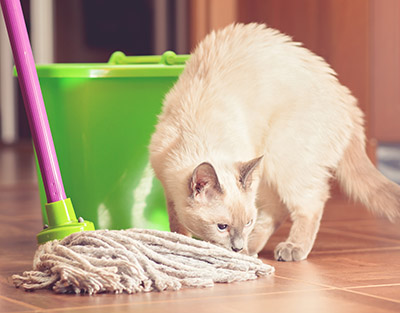 Why Eco-friendly Pet Products Are Increasing in Popularity