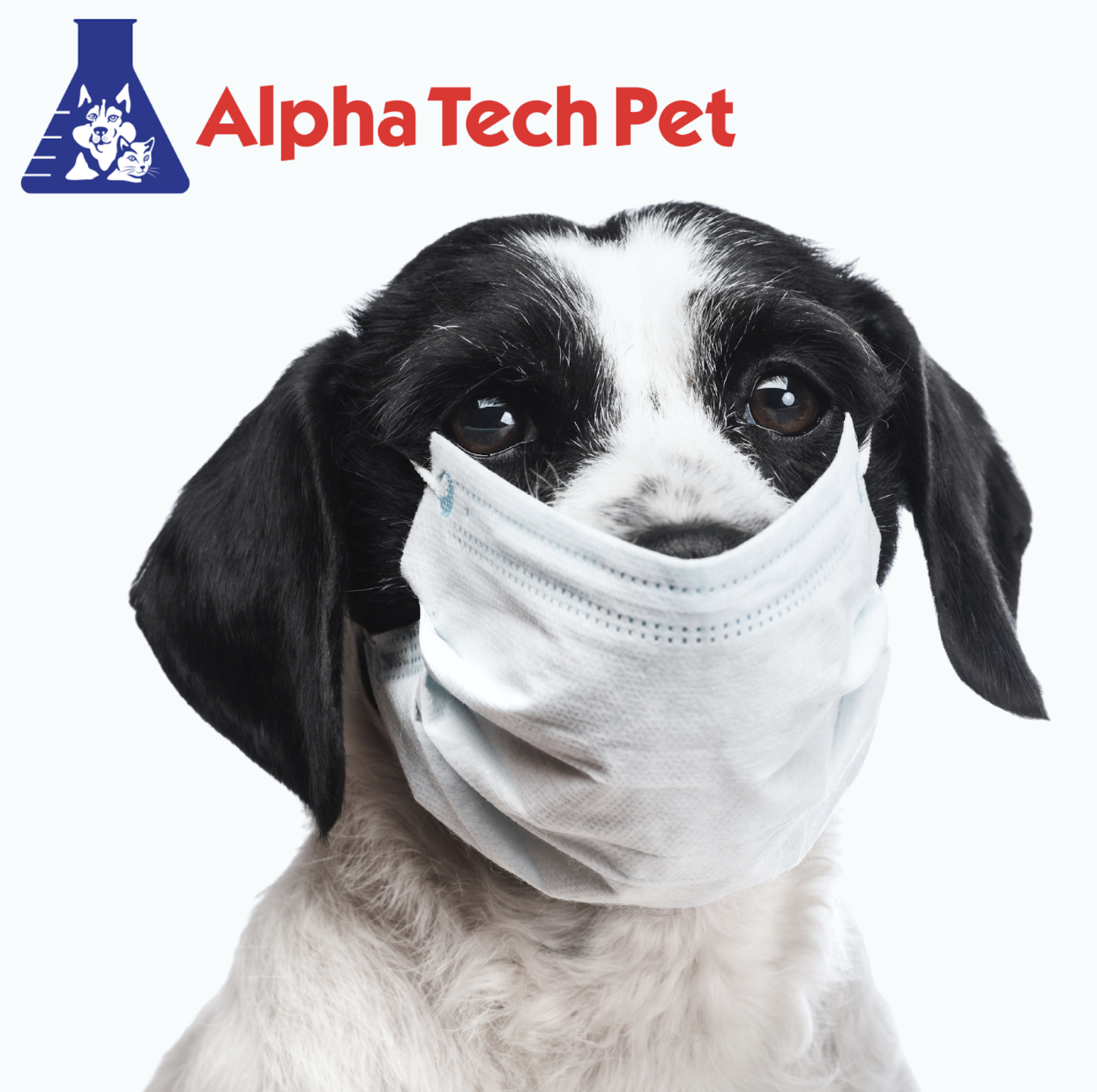 Best Practices for Preventing Disease Spread Through Kennel Cleaning