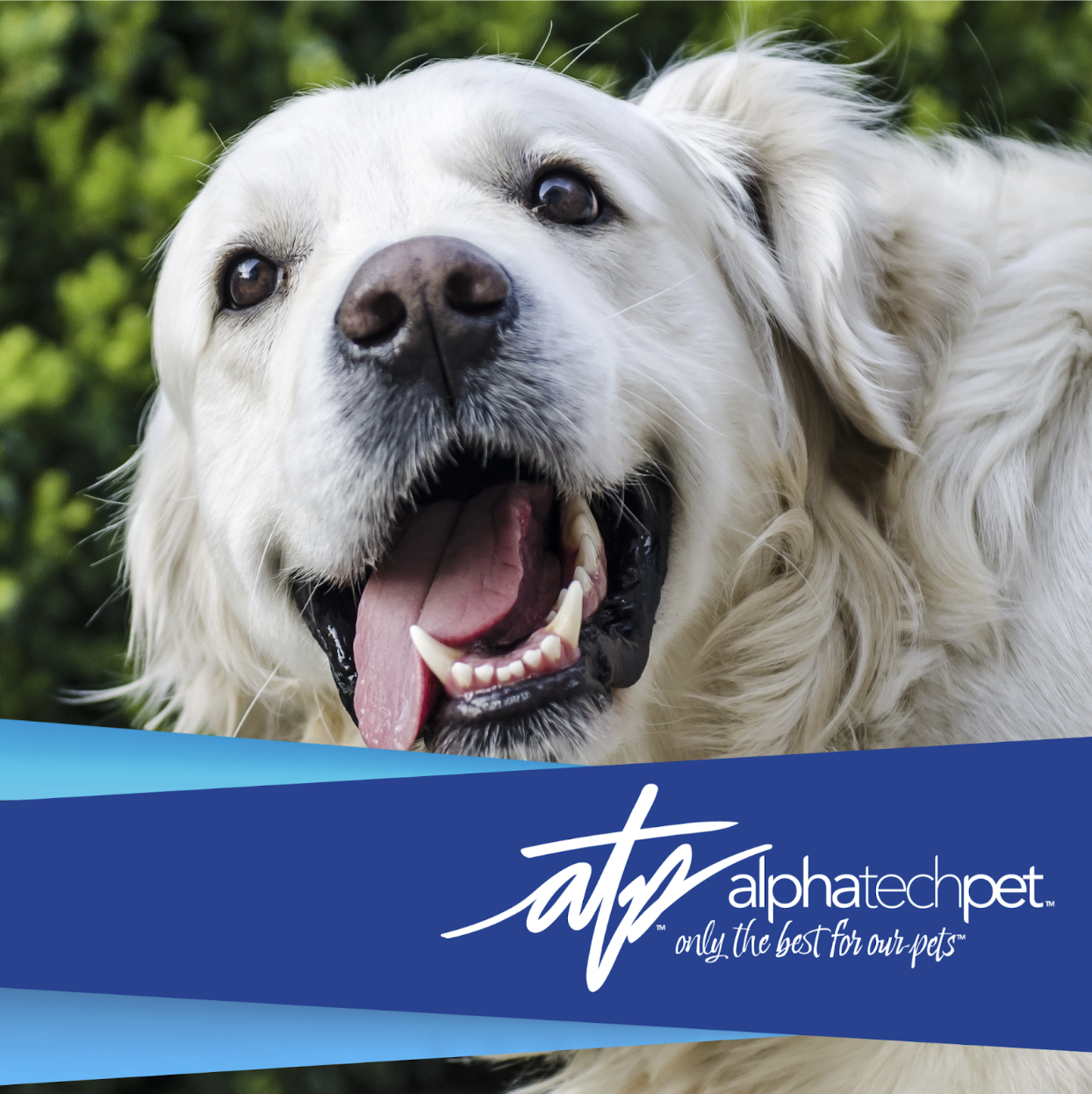 Keeping Pets Happy and Healthy: The Role of Cleanliness in Animal Wellbeing